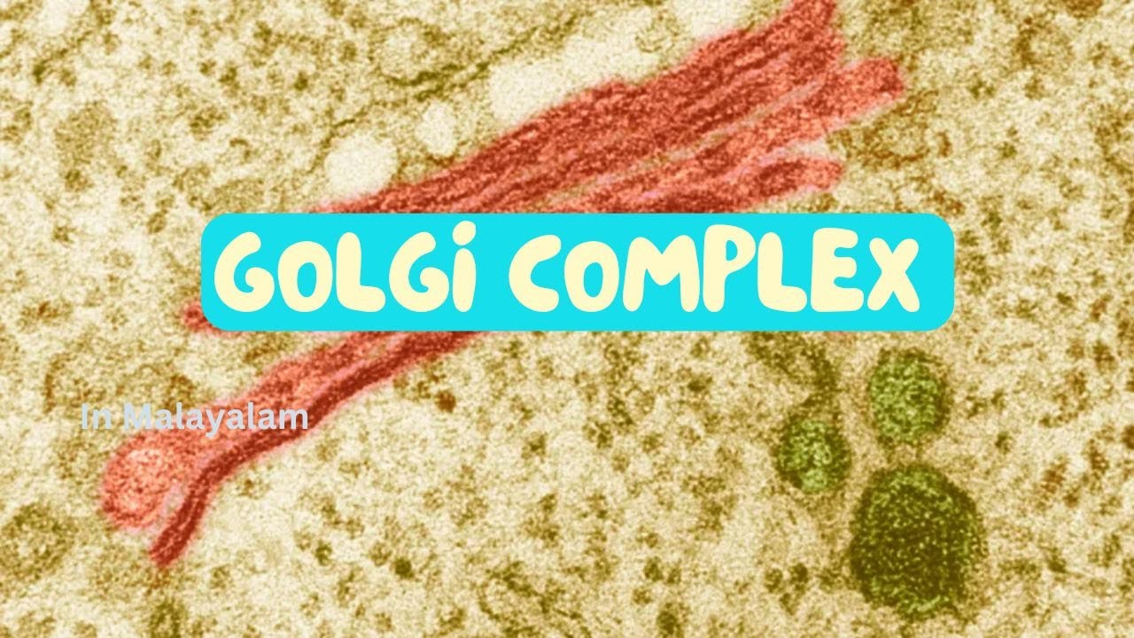Golgi Complex | BSc Zoo | SEM 5 | Dr. Rani.S.Dharan - YouTube