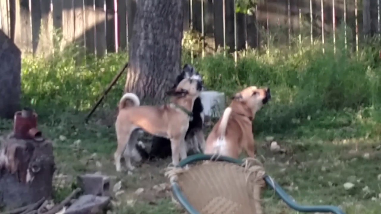 Dogs howling - YouTube