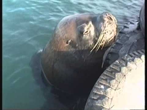 el lobo bigote rubio - YouTube