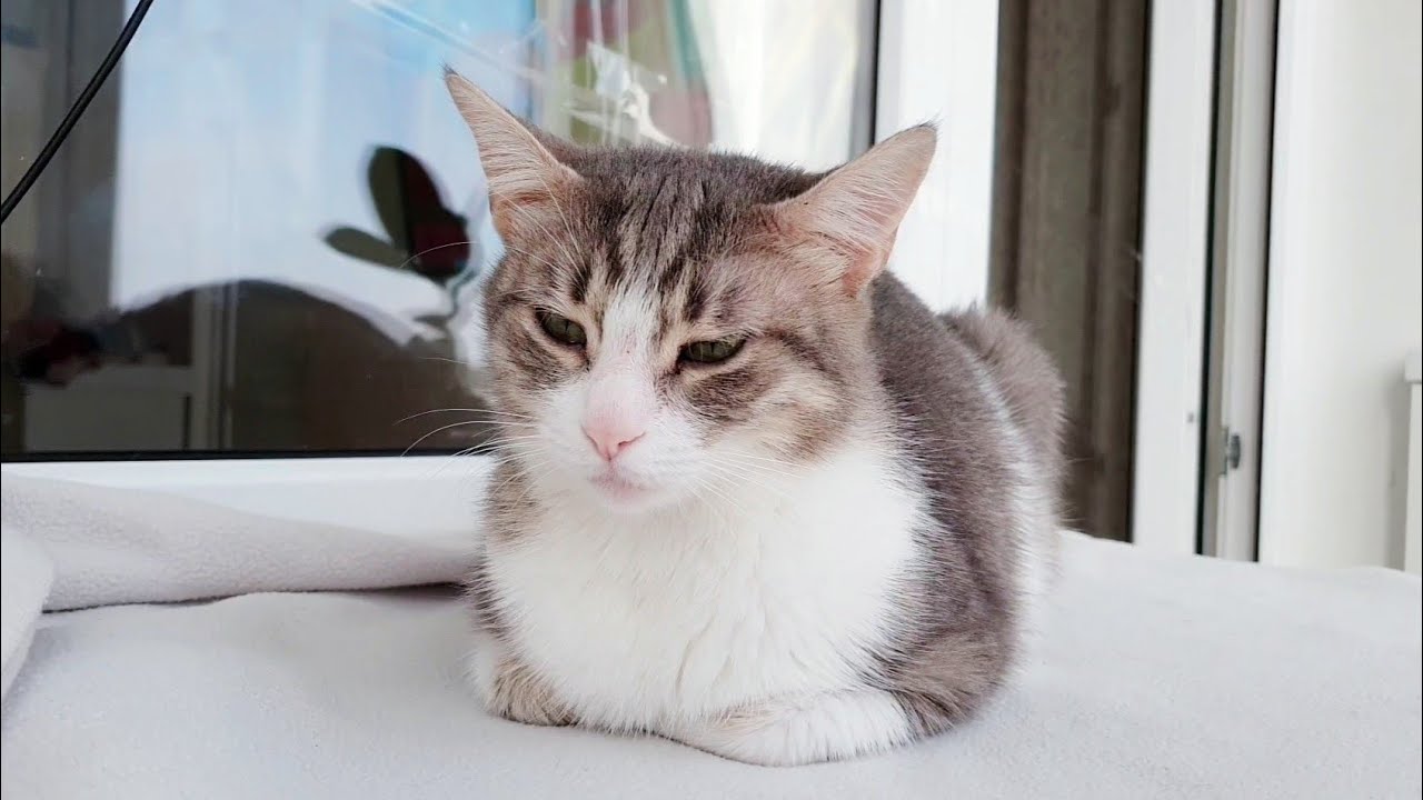 Cat Angry After Vet 😭 - YouTube