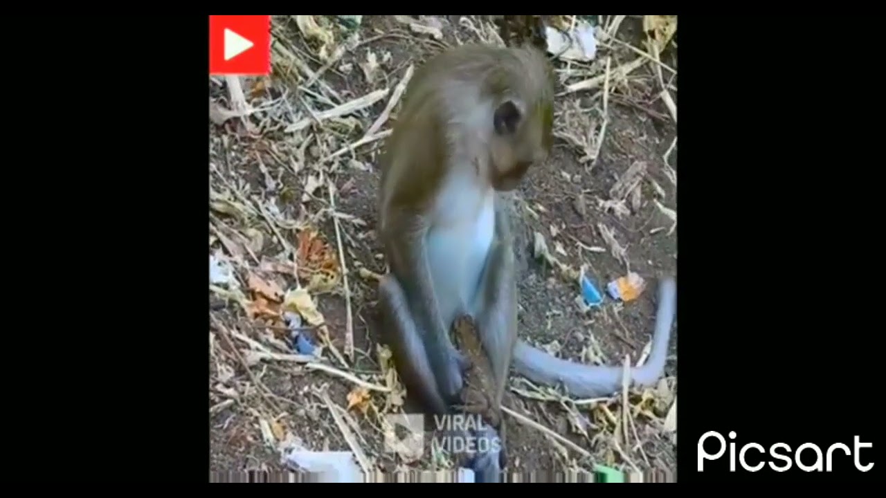 Funny monkey - YouTube