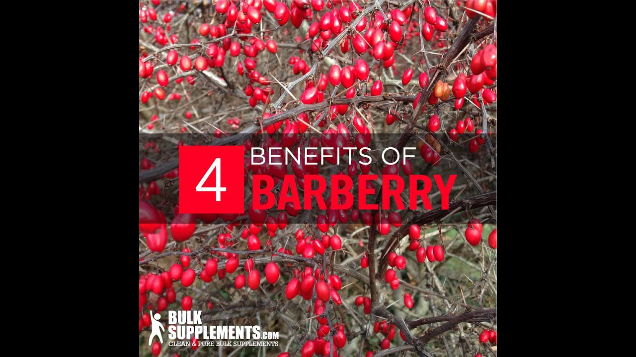 Barberry - barberry benefits - barberry supplement - barberry root ...