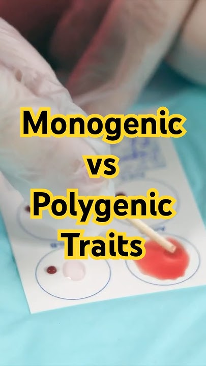 Monogenic vs Polygenic Traits Explained - YouTube