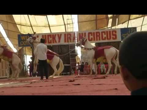 Horses dancing in Lucky Irani Circus in Mardan. - YouTube