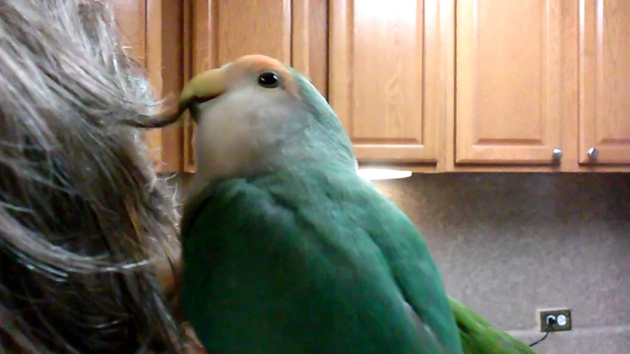 Preening Human Lovebirds | Squirty & Dutchy | LoveBirdsCentral #45 ...