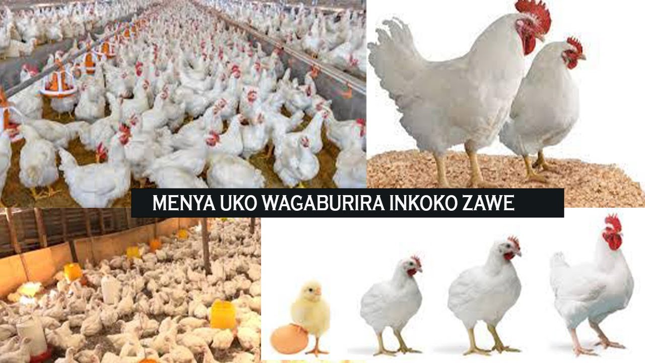 MENYA UKO WAGABURIRA INKOKO Z'INYAMA - YouTube