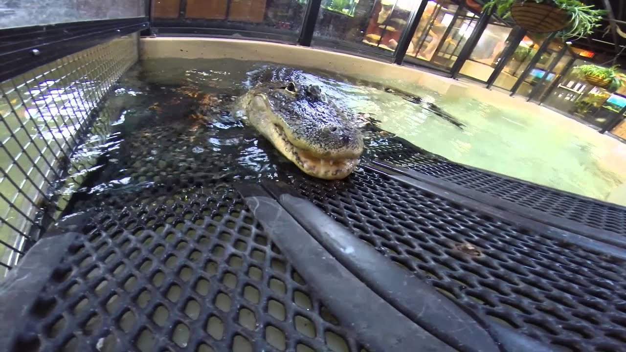 Alligator Training Youtube - YouTube