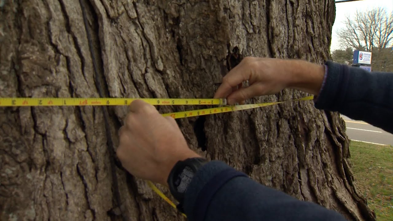 The Birthing Tree - YouTube