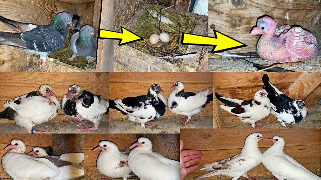 The rapid Development of the Pigeon - YouTube