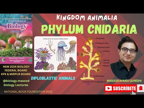 Phylum Cnidaria | Coelenterata | Diploblastic Animals | Biology Grade ...