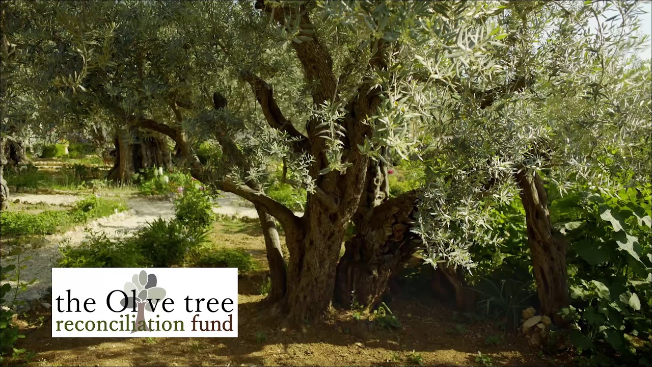 The Olive Tree 21 – Ronit & Tom Bender - YouTube