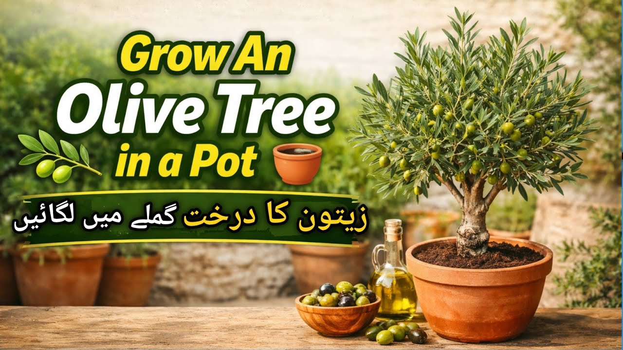 Grow Olive Tree in Pot | Zaitoon Ka Darakht Gamlay Main Lgaen | How To ...