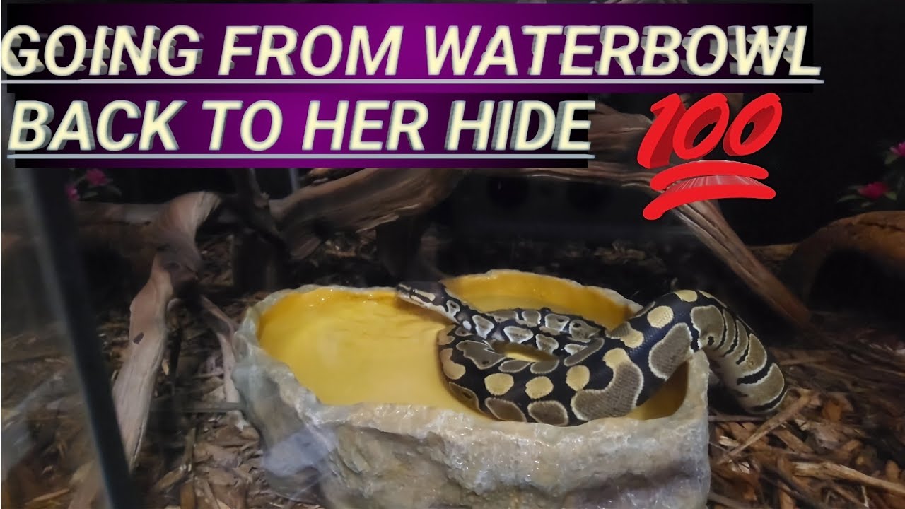 "Ball Python's Hide-and-Seek Adventure" - YouTube