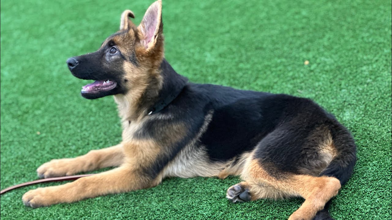 Bentley - Beautiful Trained Female German Shepherd - YouTube