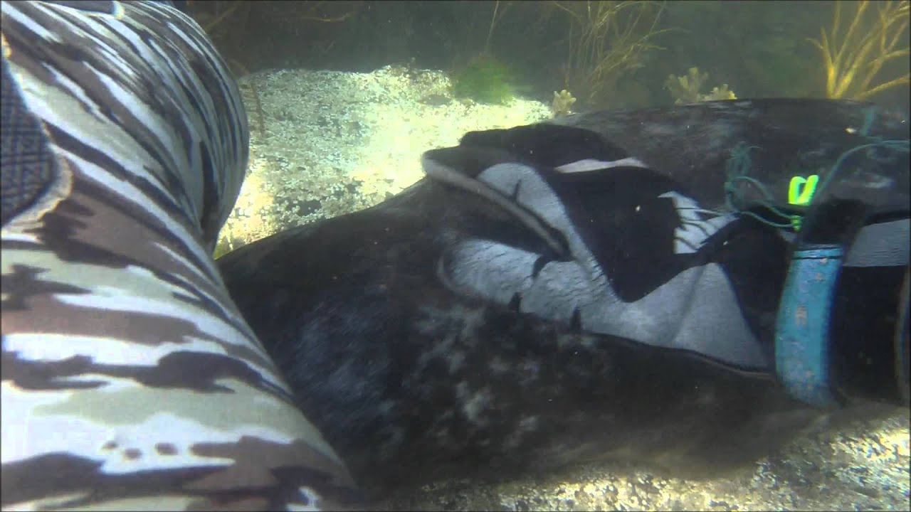 Seal Hugs - YouTube