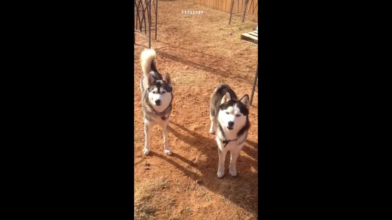 Siberian Husky Growl - YouTube