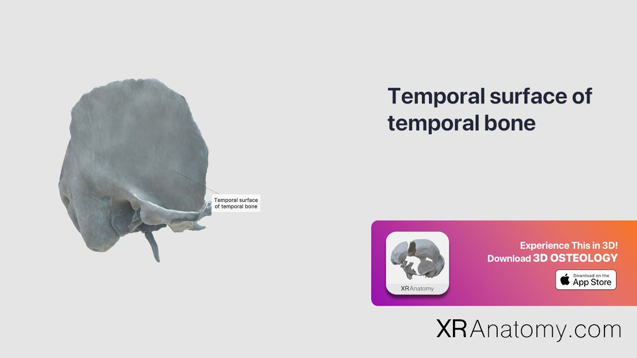 Temporal surface of temporal bone - YouTube