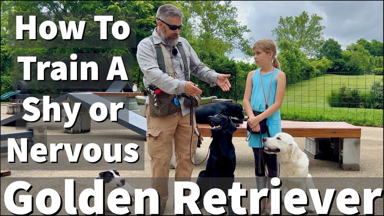 How To Train A Nervous/Shy Golden Retriever | Perry Signs Up For Black ...