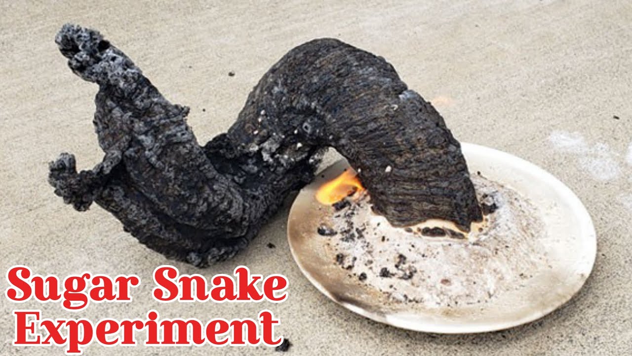 Cool Science black snake experiment | science experiment with sugar ...