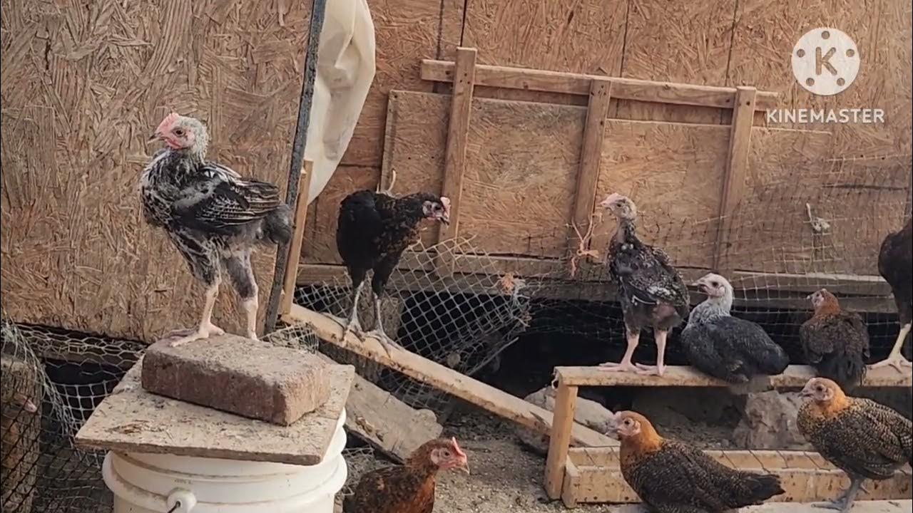 nyob zoo cov mi phooj ywg rov tuaj update kuv cov qaib ncaws lauj kaub - YouTube