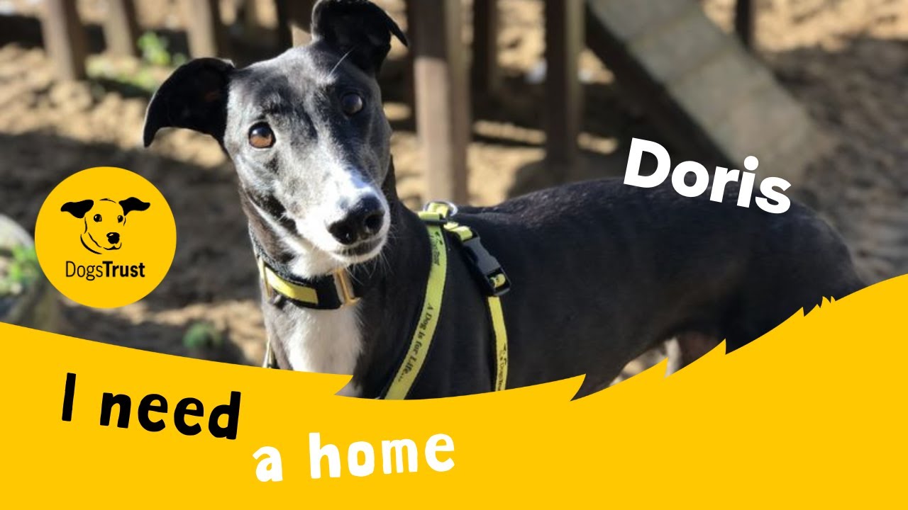 Doris the delightful Greyhound | Dogs Trust Ilfracombe - YouTube