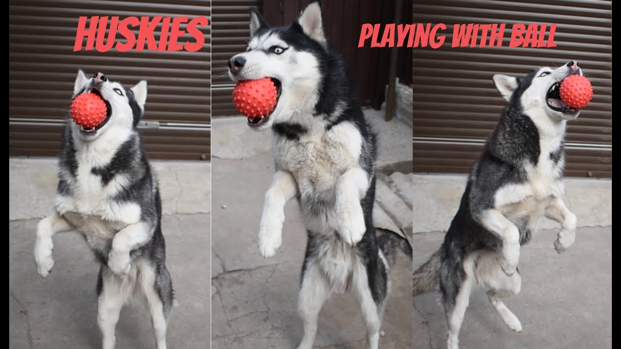 Huskies playing with ball / Хаски играют с мячом - YouTube