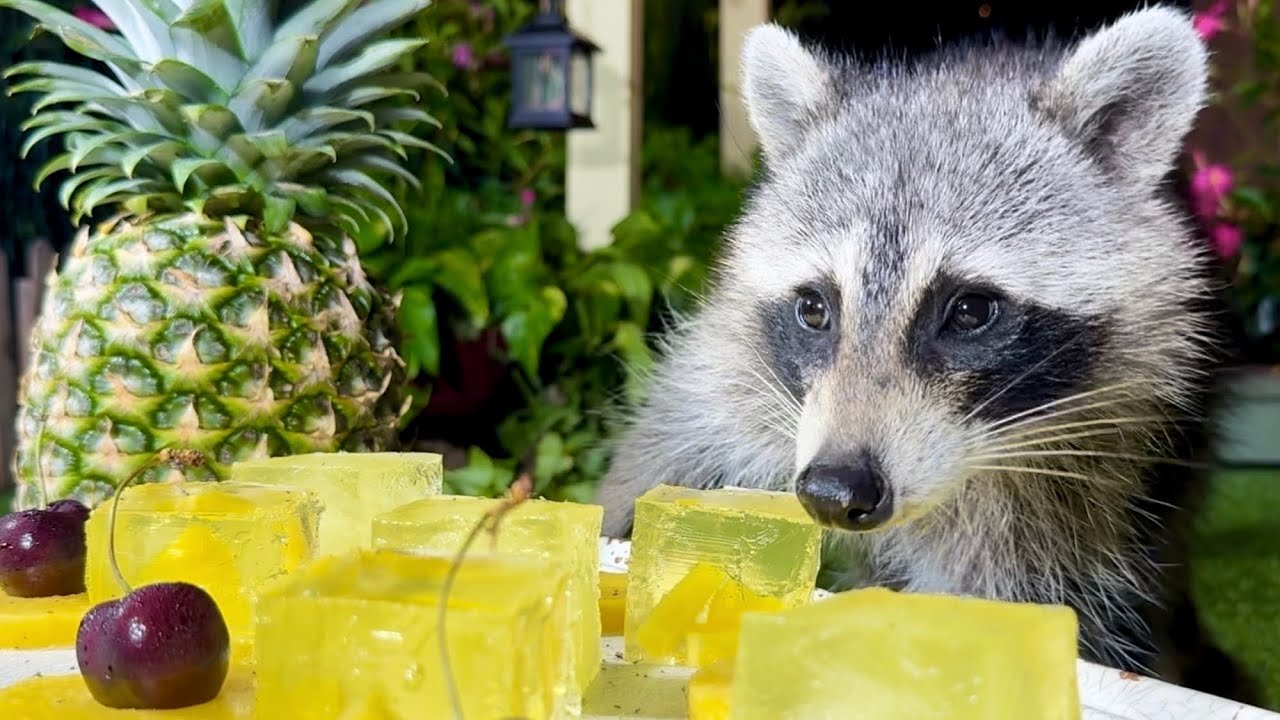 Raccoons Pineapple Party - YouTube