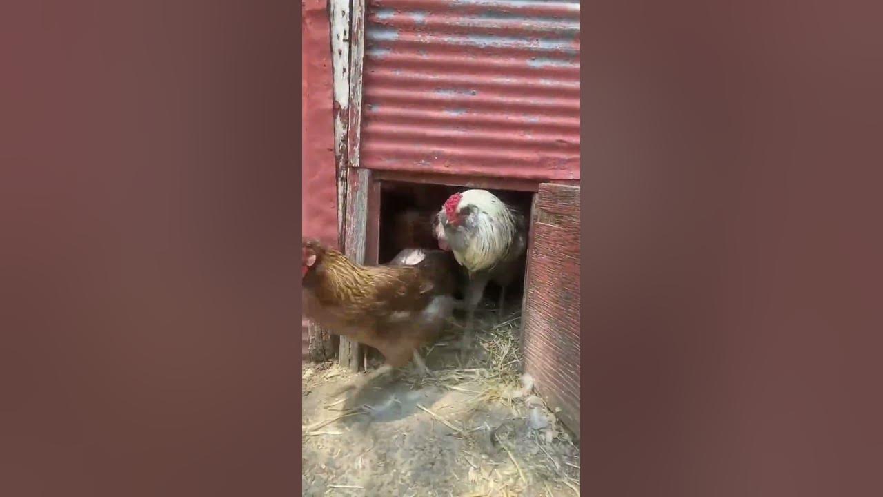 Funny Chicken Song Chicken Music shorts YouTube funny-chicken-song-chicken-music-shorts-youtube
