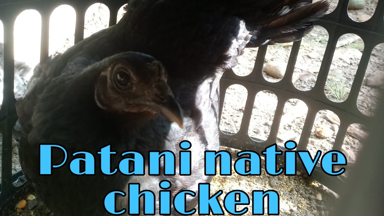 Black 'Patani' native chicken | Backyard farming - YouTube