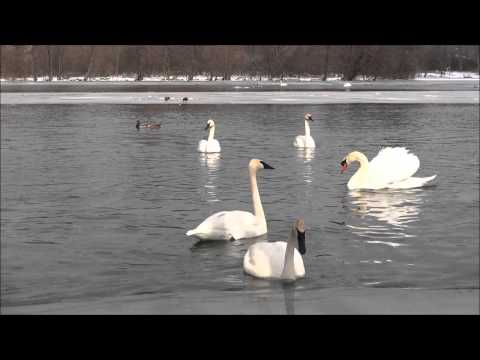 Mute Swan Trying to Look Aggressive with Trumpeter Swans