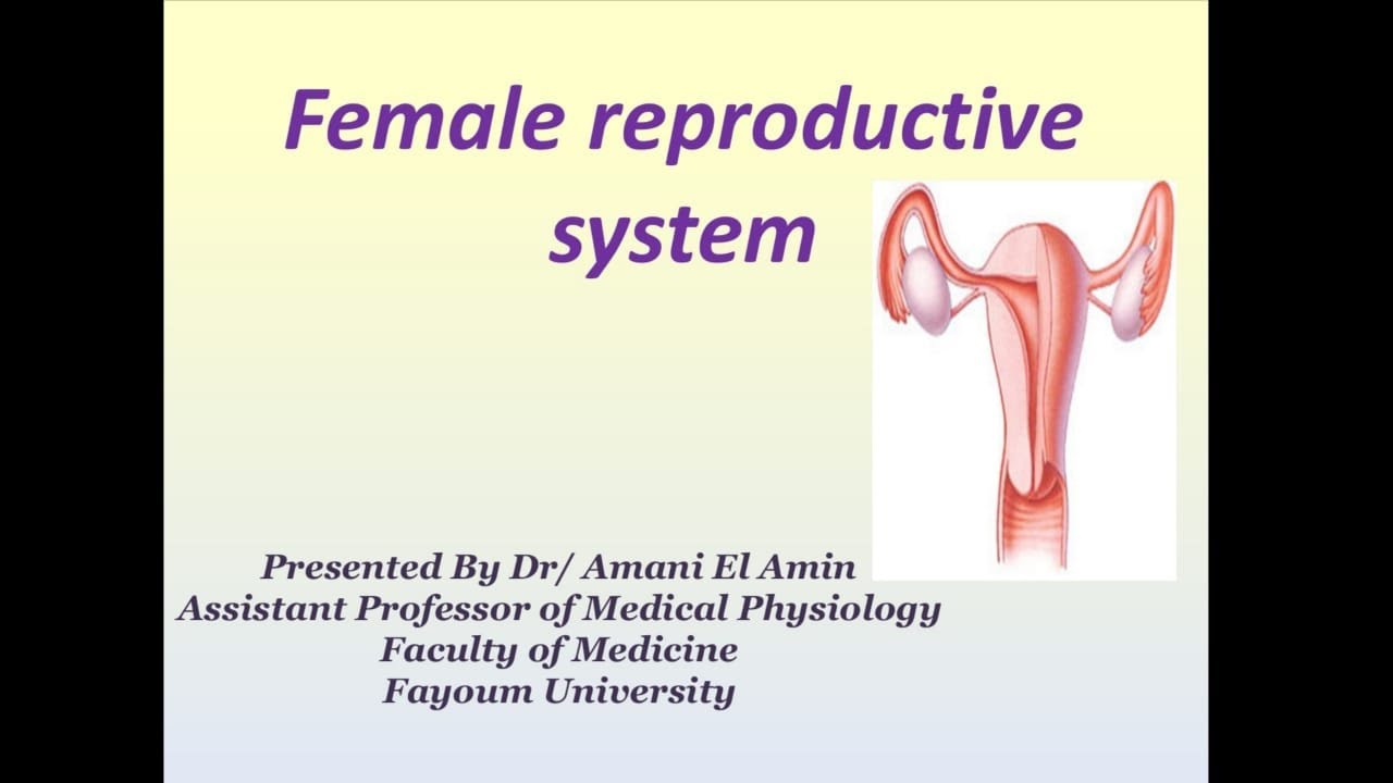 Female Reproductive System L.1 - YouTube