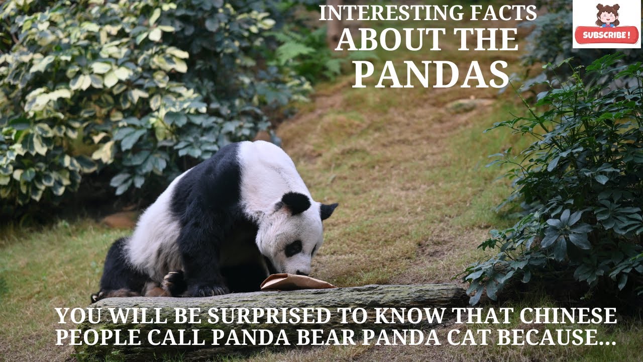 Amazing facts (Interesting Facts About The Panda Bear) - YouTube