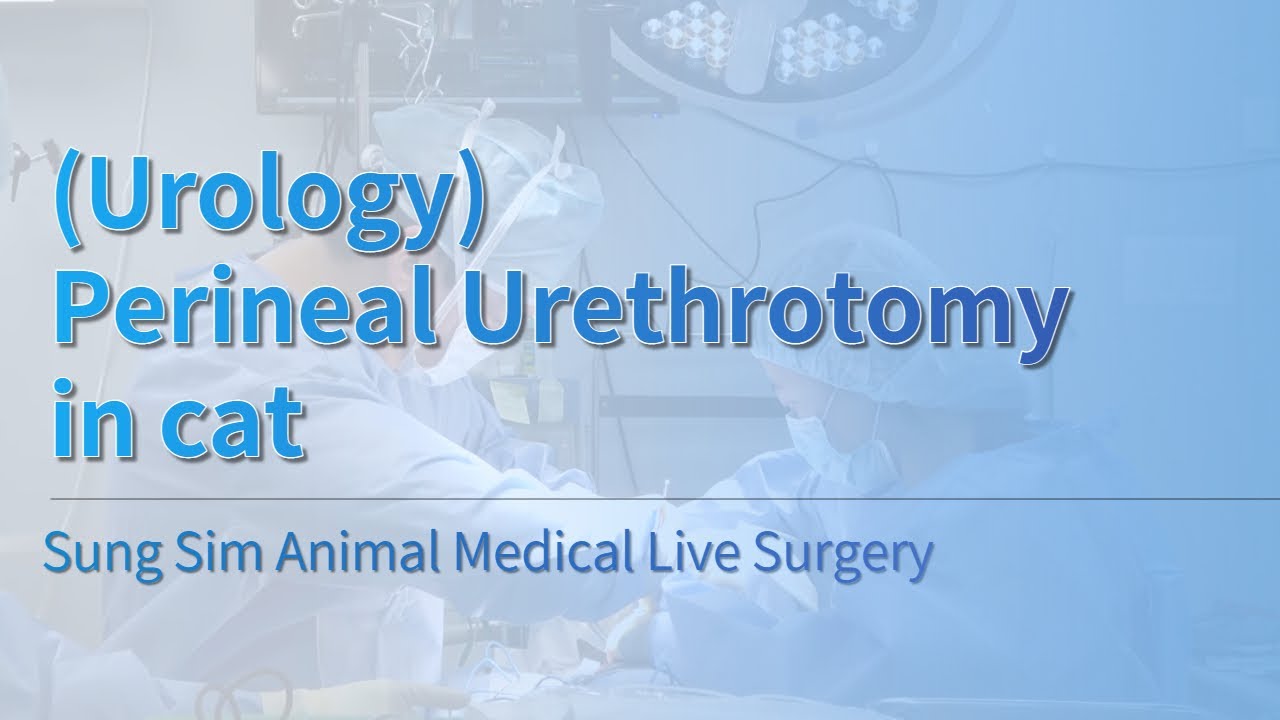(Urology) Perineal Urethrotomy in cat Sung Sim Animal Medical Live ...