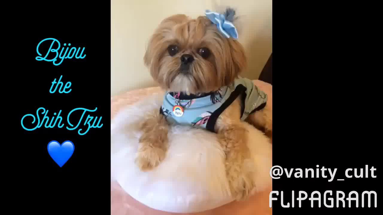 Bijou the Shih Tzu gets her hair braided - YouTube