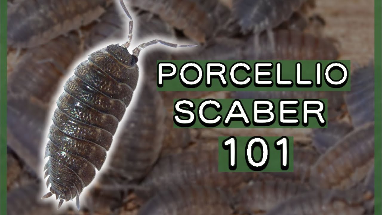 How to care for Porcellio scaber - YouTube