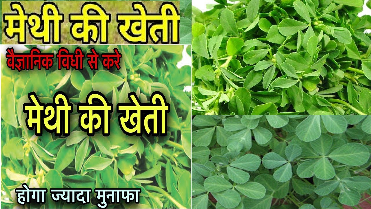 मेथी की खेती | Fenugreek Farming | Methi Farming | Methi ki Kheti ...