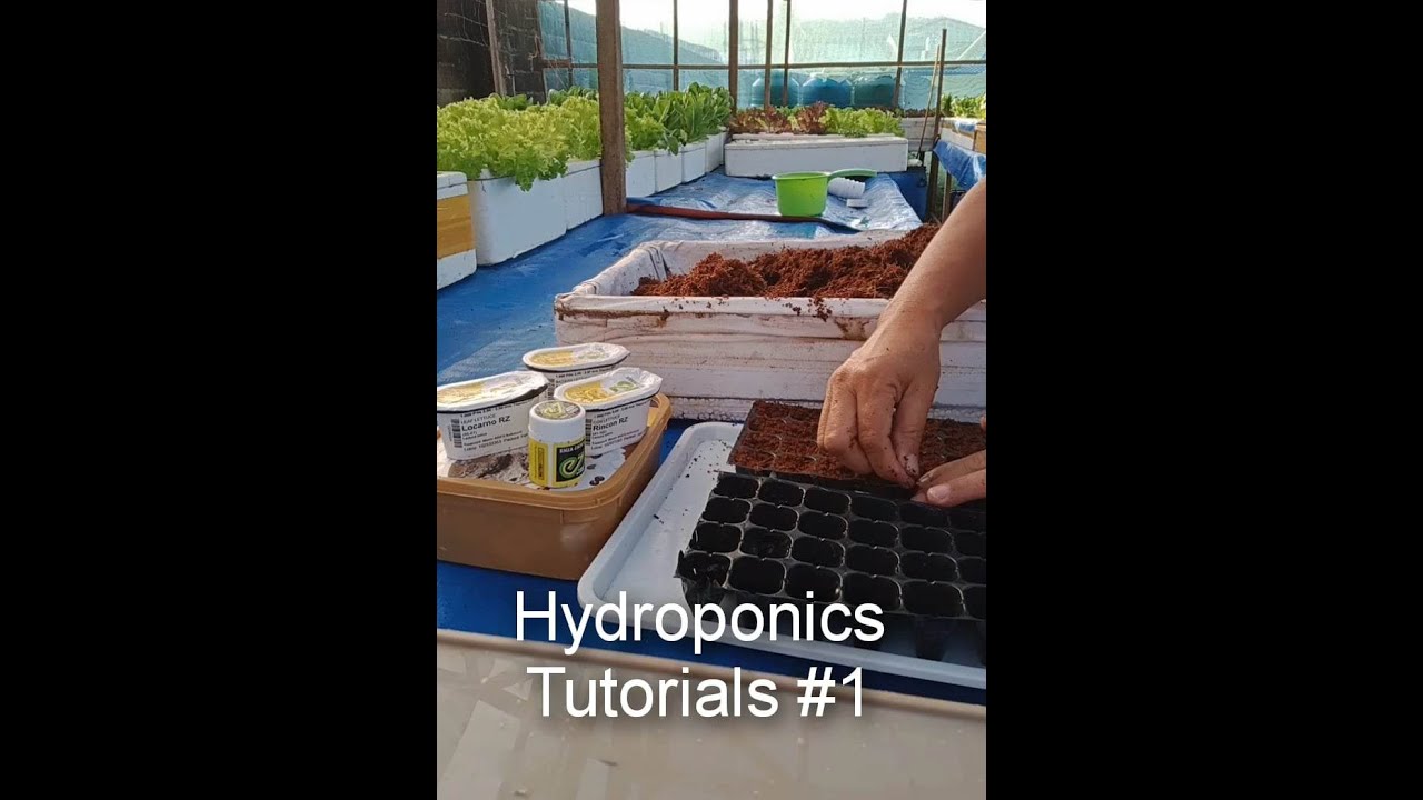Hydroponics Tutorials #1 Sowing /Tutorials/Leafy Greens Garden - YouTube