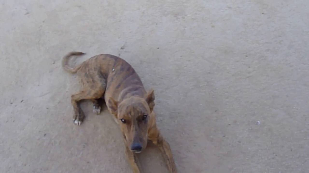 Olivero, el perro leonero [HD].avi - YouTube