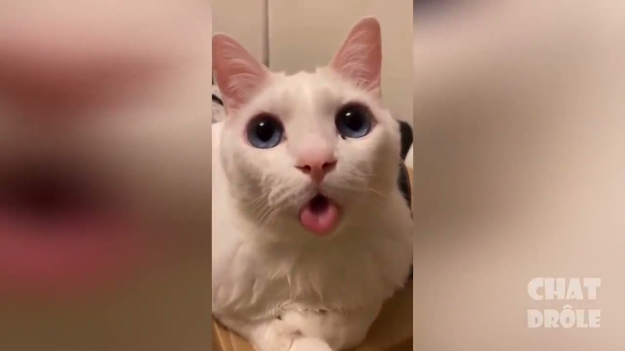 Video de Chat mignon et drôle 2021 ( essayez de ne pas rire 😂😂😂😂) - YouTube