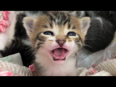 KEDİ SESİ 💯 Miyav Miyav, KEDİLER HEMEN GELİYOR! Kedi Çağırma Sesi, Yavru Kedi Sesi, Kedi Miyavlaması