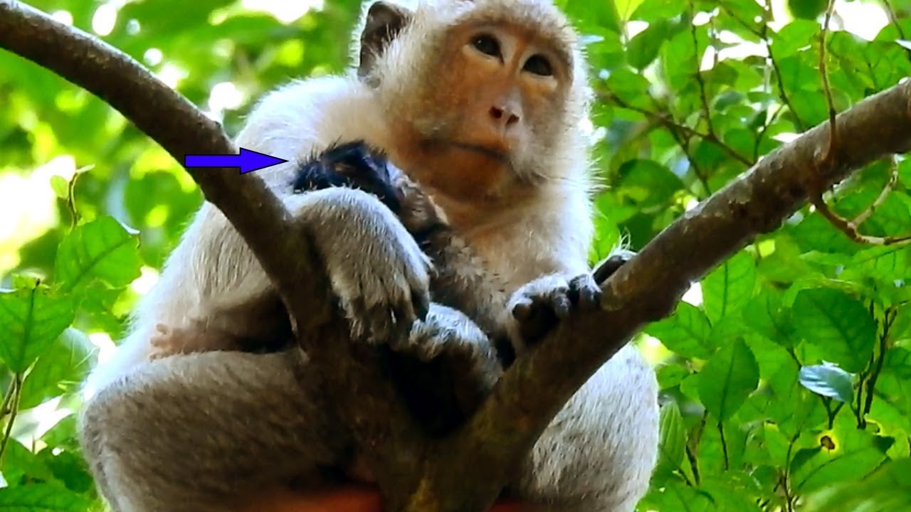 Mommy Monkey Jill Keeping Her New Born baby Monkey Jellie On Tree ...