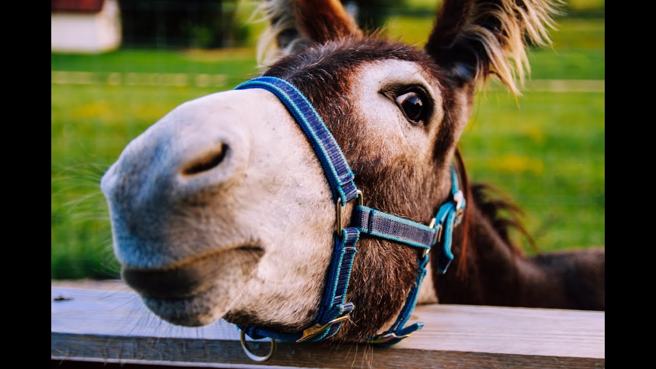Donkey Sounds - Farm Animals - Animal Sounds Real - YouTube