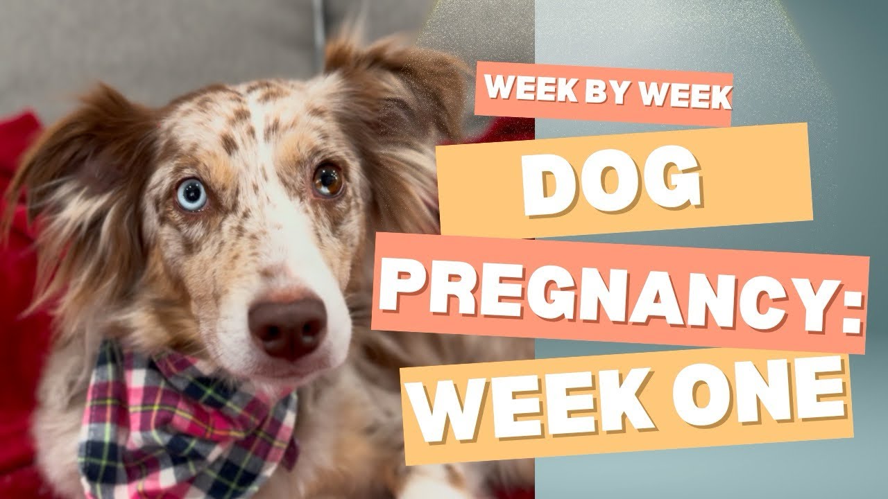WEEK BY WEEK DOG PREGNANCY | Week One | Pregnant Australian Shepherd ...