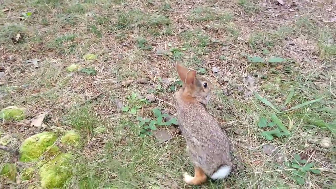 Releasing Wild Cottontail Bunnies Back To The Wild - YouTube