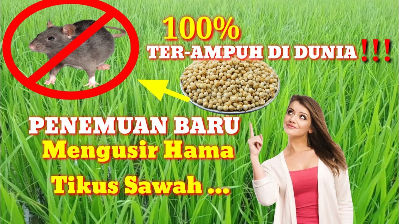Terbaru Cara aman mengusir tikus padi sawah yg ampuh dan ramah ...