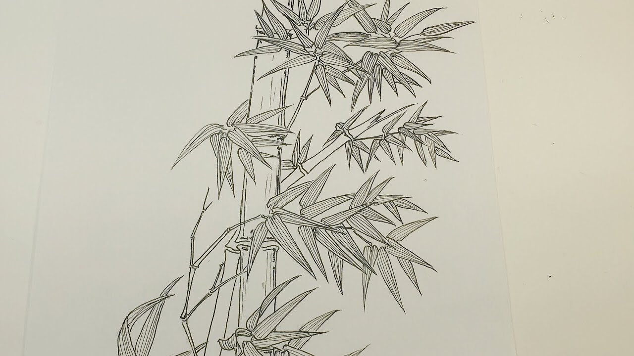 How to draw bamboo step by step - YouTube