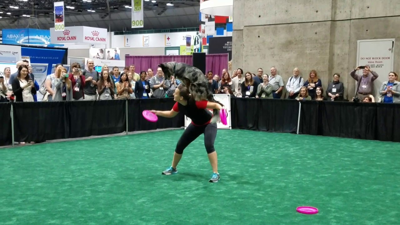 KC Disc Dogs Intro- CVC - YouTube