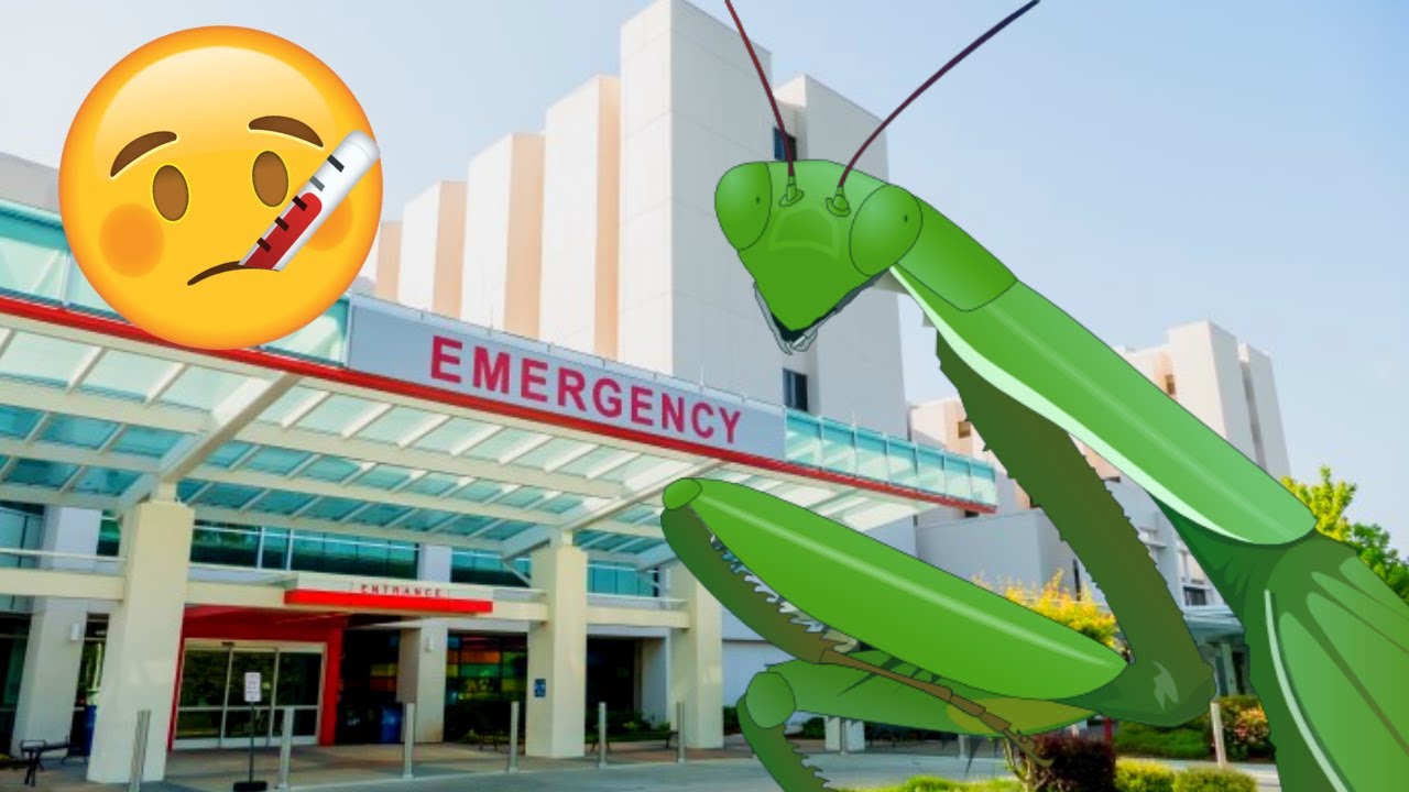 Healing a Baby Praying Mantis (mystery illness) - YouTube