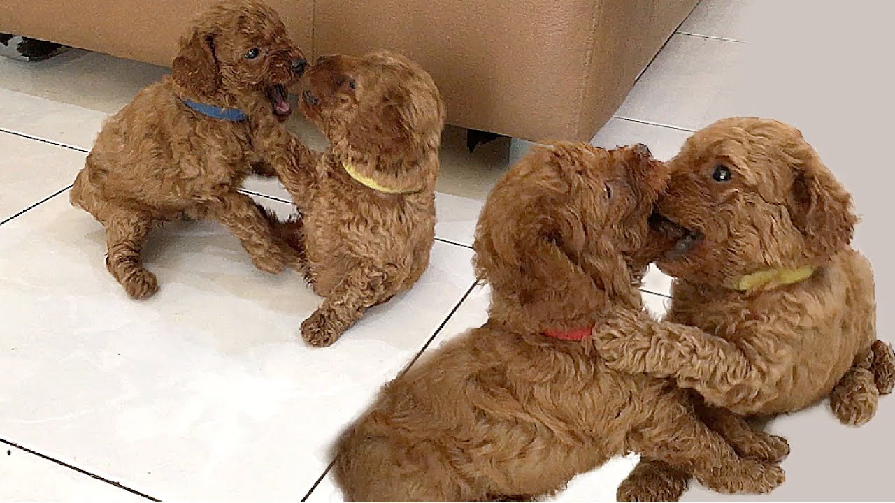 Anak anjing poodle berantem lucu banget - YouTube