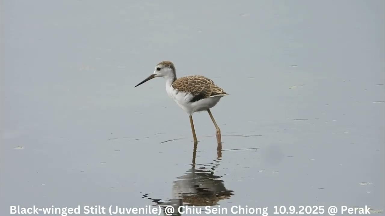 Black-winged Stilt (Chick, Juvenile & Adult) @ Chiu S C DSCN9279 - YouTube